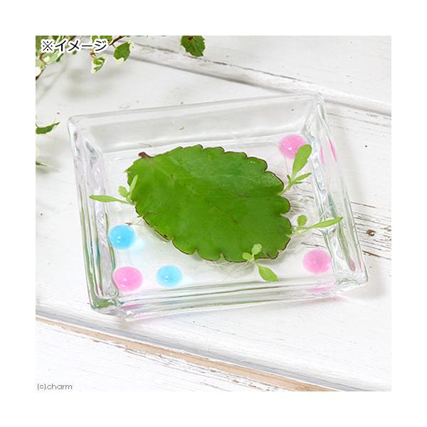 私の小さなアクアリウムシリーズ　ガーデニング　水辺植物　インテリア　all_plants　my_aqua　wp_kywrd　マザーリーフ　_aqua　_gardening　_interior　whiteday2014_glassaqua　m...