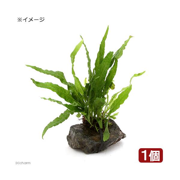 熱帯魚　_wp　_aqua　活着する水草　シダ　水草　ミクロソリウム　ミクロソリウムはこちら　20141213　ＮＴ　imdk_mkr0130　kaijyo　Ｍｉｃｒｏｓｏｒｉｕｍ　ｐｔｅｒｏｐｕｓ　ｖａｒ　ｓｏｆｔ　ウラボシ科　ヌカボシク...