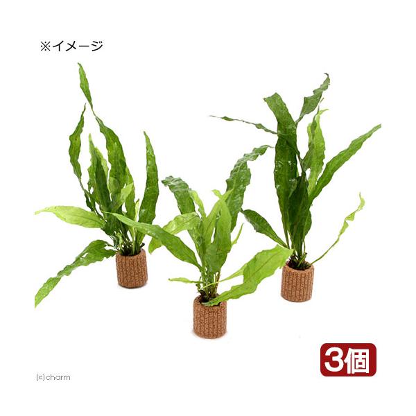 熱帯魚　_wp　_aqua　活着する水草　シダ　水草　ミクロソリウム　ミクロソリウムはこちら　20141213　NT　imdk_mkr0130　kaijyo　Microsorium　pteropus　var　soft　ウラボシ科　ヌカボシク...