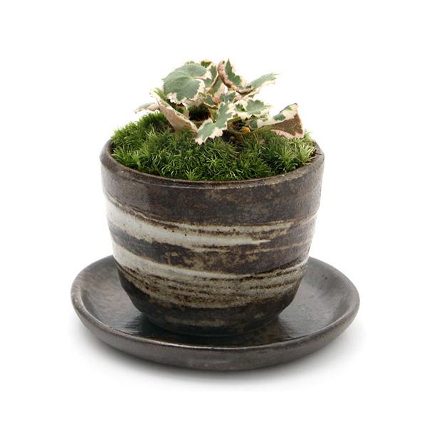 _gardening　_interior　ガーデニング　emporio　all_plants　花　苗　f_yoseue　masikoyakiue　int_bonsai　masiko_plants　masiko_sanya　植物　植物生体　ガ...
