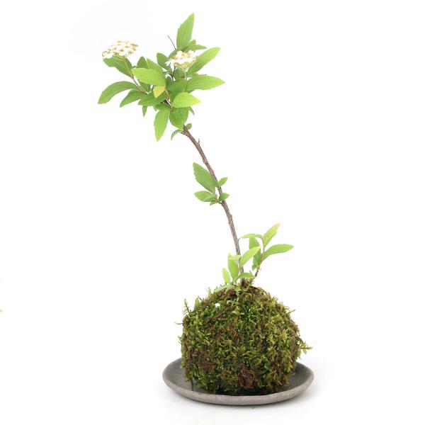 _gardening　_interior　ガーデニング　emporio　all_plants　花　苗　f_yoseue　masikoyakiue　int_bonsai　masiko_plants　masiko_sanya　桜　富士桜　御殿場...