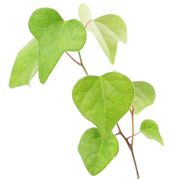 _gardening　ガーデニング　all_plants　観葉植物　山野草　育て方　育成方法　栽培方法　つる性　ツル　蔓性　蔓性植物　ツヅラフジ　ツヅラフジ科　アオツヅラフジ属　Ｃｏｃｃｕｌｃｓ　ｔｒｉｌｏｂｕｓ　盆栽　20200813　2...