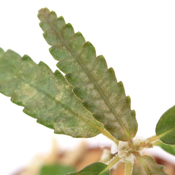 paludariumplants　パルダリウム　テラリウム　PF_SPQ　_aqua　_kame　_hachu　観葉植物　ガーデニング　ビバリウム　アクアテラリウム　両爬向き植物　イラクサ科　Pilea　_gardening　植物　植物生体...