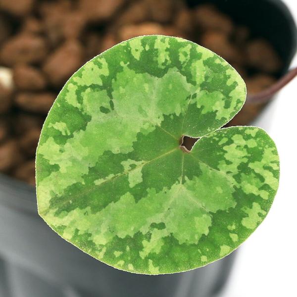 kotenplant　_gardening　育て方　育成方法　栽培方法　古典園芸　園芸　ガーデニング　山野草　盆栽　多年草　品種　種類　花　花苗　サイシン　細辛　カンアオイ　寒葵　アオイ　葵　ウマノスズクサ科　カンアオイ属　ヒメカンアオイ系...