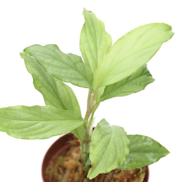 paludariumplants　パルダリウム　テラリウム　PF_SPQ　line2462terarium　観葉植物　ガーデニング　ビバリウム　アクアテラリウム　水草　サトイモ　Ｈｏｍａｌｏｍｅｎａ　原種　熱帯植物　育て方　育成方法　栽培方...