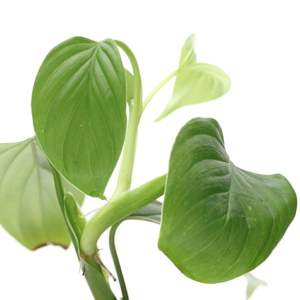 paludariumplants　パルダリウム　テラリウム　PF_SPQ　観葉植物　園芸　ガーデニング　ビバリウム　アクアテラリウム　両爬向き植物水草　熱帯植物　all_plants　wp_kywrd　水草　原種　terrariumplan...