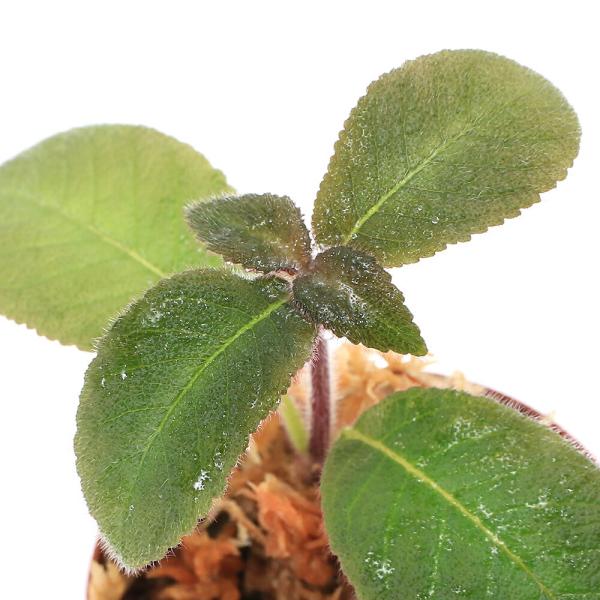 paludariumplants　パルダリウム　テラリウム　PF_SPQ　line2462terarium　_aqua　_gardening　_hachu　sfset　all_plants　観葉植物　園芸　ガーデニング　ビバリウム　アクアテ...