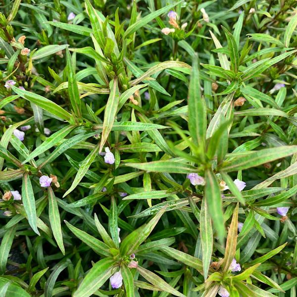 PF_SPQ　熱帯魚　アクア　アクアリウム　レイアウト　Hygrophila　ハイグロフィラ　コリンボーサ　NACHIMALE　水草　後景草　all_plants　水上葉_ハイグロフィラ　greenplants　スリランカ便　キツネノマゴ科...