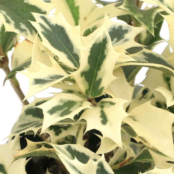 _gardening　ガーデニング　園芸　観葉植物　ヒイラギ　クリスマス　植物　植物生体　ガーデニング生体　観葉　育て方　育成方法　栽培方法　お正月　縁起樹　縁起木　斑入り　バリエガータ　20241123　ｙ24ｍ11　2024kouki　...
