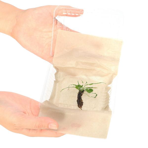 paludariumplants　パルダリウム　テラリウム　ビバリウム　アクアテラリウム　水草　着生シダ　gardening　山野草　観葉植物　園芸　ガーデニング　Ａｓｐｌｅｎｉｕｍ　ｒｕｐｒｅｃｈｔｉｉ　アスプレニウム　20250906　...