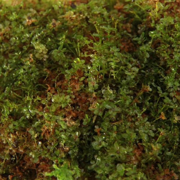 paludariumplants　パルダリウム　テラリウム　terarium　_kame　_gardening　コケシリーズ　ガーデニング　観葉植物　苔　all_plants　両爬向き植物　盆栽　ビバリウム　アクアテラリウム　コツボゴケ　庭...
