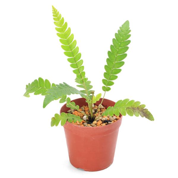 （観葉植物）　観葉植物　_aqua　_gardening　_hachu　観葉　ガーデニング　ビバリウム　アクアテラリウム　パルダリウム　水草　オブオブ　Ｂｌｅｃｈｎｕｍ　ｏｂｔｕｓａｔｕｍ　ｖａｒ．ｏｂｔｕｓａｔｕｍ　all_plants　...