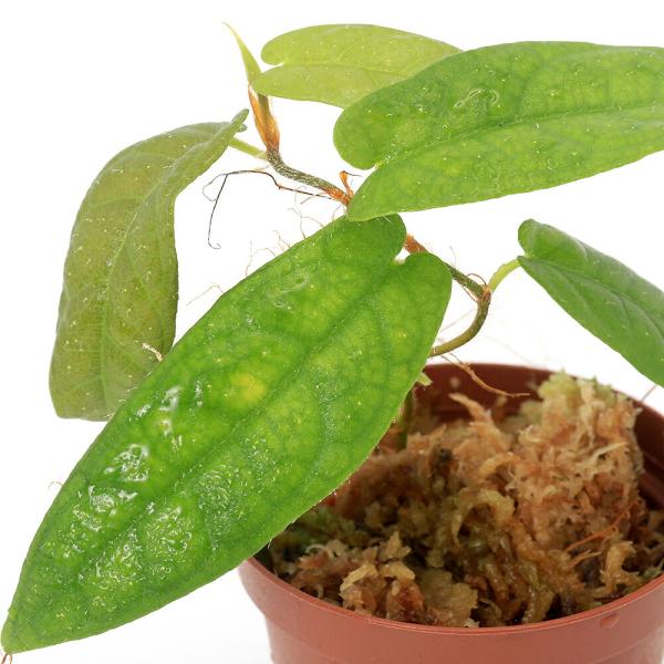 paludariumplants　パルダリウム　テラリウム　PF_SPQ　観葉　ガーデニング　ビバリウム　アクアテラリウム　ボルネオ　両爬向き植物　クライマー　Ficus　progenitorplant　y24m07　2024kouki　2...