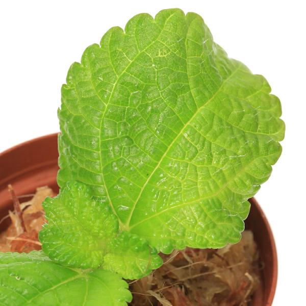 paludariumplants　パルダリウム　テラリウム　PF_SPQ　観葉植物　ガーデニング　ビバリウム　アクアテラリウム　両爬向き植物　イラクサ科　ピレア属　Pilea　熱帯植物　テラリウム植物　テラ植物　原種　progenitorp...