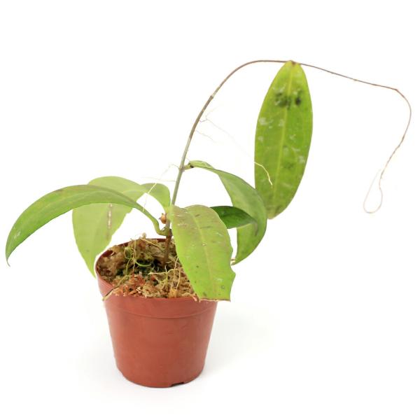 PF_SPQ　観葉植物　園芸　ガーデニング　ビバリウム　パルダリウム　テラリウム　両爬向き植物　ビバリウムプランツ　着生植物　熱帯植物　植物　植物生体　ガガイモ科　ホヤ属　ホヤ　Hoya　kaikoeana　20241115　y24m11　...