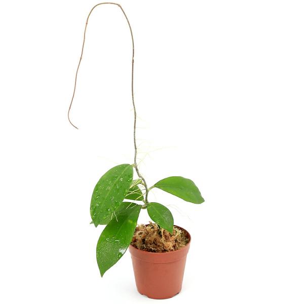 PF_SPQ　観葉植物　園芸　ガーデニング　ビバリウム　パルダリウム　テラリウム　両爬向き植物　ビバリウムプランツ　着生植物　熱帯植物　植物　植物生体　ガガイモ科　ホヤ属　ホヤ　Hoya　porypus　20241115　y24m11　20...