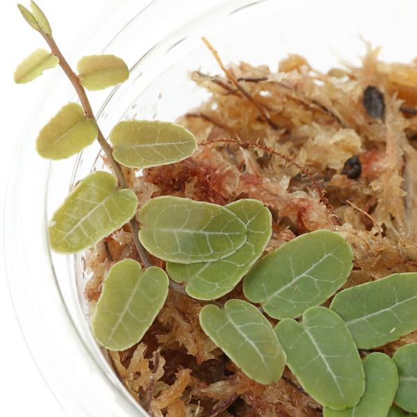 paludariumplants　パルダリウム　テラリウム　PF_SPQ　観葉　ガーデニング　ビバリウム　アクアテラリウム　両爬向き植物　マルクグラビア　Marcgravia　熱帯植物　テラリウム植物　テラ植物　原種　progenitorp...