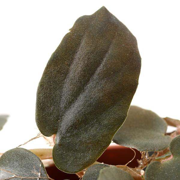 paludariumplants　パルダリウム　テラリウム　PF_SPQ　観葉植物　園芸　ガーデニング　ビバリウム　アクアテラリウム　両爬向き植物　植物　Pellionia　イラクサ科　ペリオニア属　ジメジメ系　匍匐性多年草　クライマー　熱...
