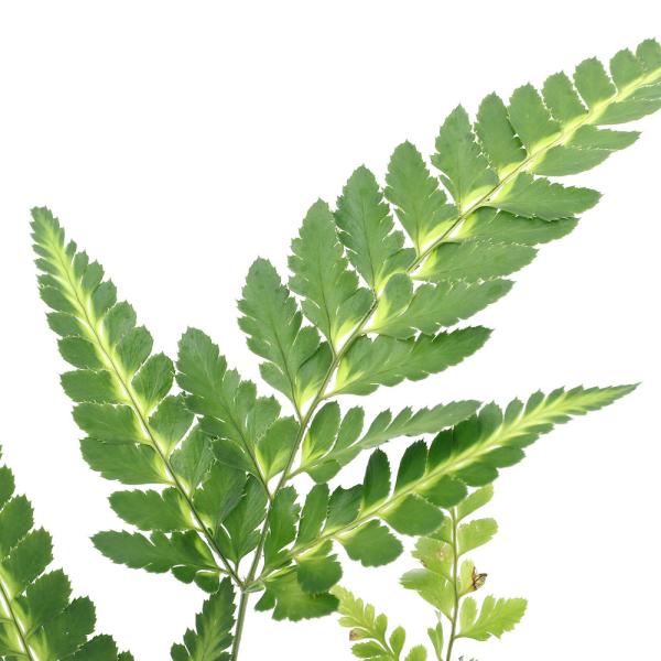 paludariumplants　パルダリウム　テラリウム　_kame　_gardening　観葉植物　園芸　ガーデニング　ビバリウム　アクアテラリウム　水草　シダ　ハカタシダ　博多羊歯　Arachniodes　simplicior　オシダ...