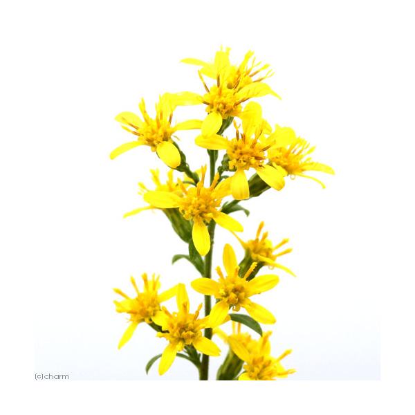 _gardening　ガーデニング　山野草　20161005　ＭＳ　Ｓｏｌｉｄａｇｏ　ｖｉｒｇａｕｒｅａ　ｖａｒ．ａｓｉａｔｉｃａ　コガネギク　アキノキリンソウ　植物　植物生体　ガーデニング生体　育て方　育成方法　栽培方法　ＹＭＹＭ