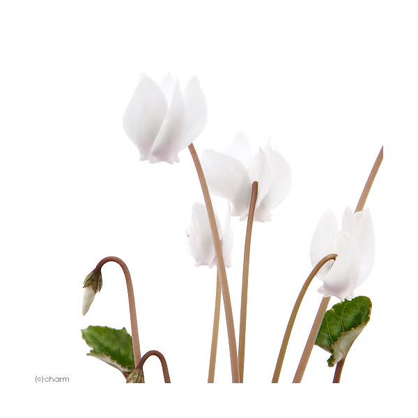 _gardening　ガーデニング　山野草　20161102　NT　花苗　花壇苗　植物　植物生体　ガーデニング生体　cyclamen_series　育て方　育成方法　栽培方法　原種　シクラメン　ヘデリフォリウム　ネアポリタナム　Cyclam...