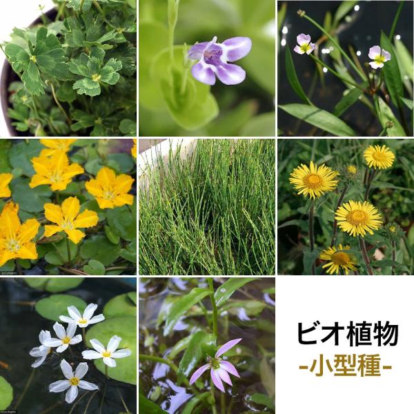 ビオトープ　水鉢　水辺植物　水生植物　ウォーターガーデニング　ウォーターガーデン　ガーデニング　水辺植物all_plants　bio_130715　bio_fall　植物　植物生体　ガーデニング生体　sps1609_pu5_biosnt　育...