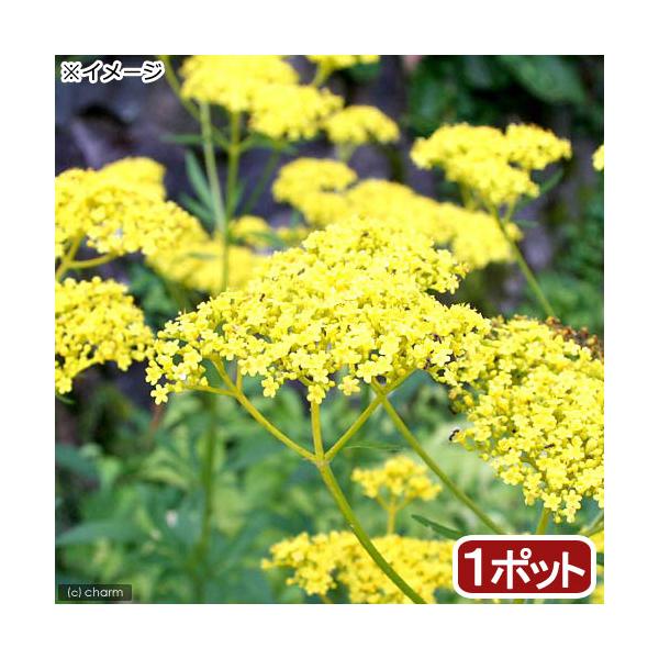 _gardening　ガーデニング　山野草　Ｐａｔｒｉｎｉａ　ｓｃａｂｉｏｓａｅｆｏｌｉａ　オミナエシ　20180419　ＲＭ　植物　植物生体　ガーデニング生体　育て方　育成方法　栽培方法　粟花　思い草　ＹＭＹＭ　女郎花　秋の七草　poin...