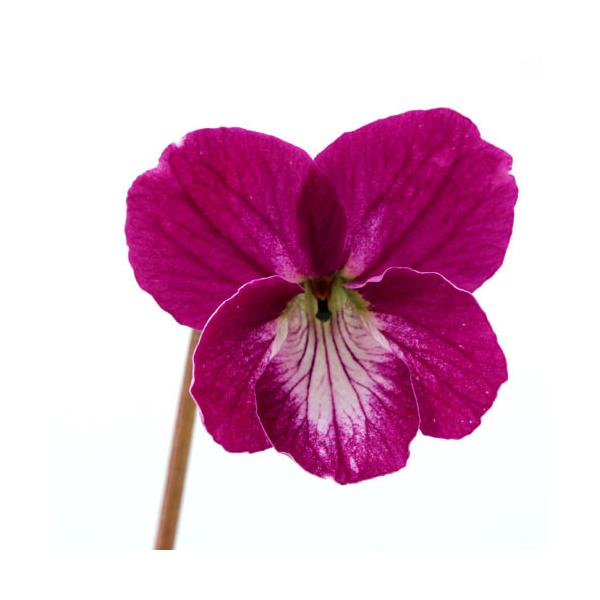 _gardening　ガーデニング　山野草　Ｖｉｏｌａ　ｅｉｚａｎｅｎｓｉｓ×ｓｐ．　紅鶴スミレ　20170301　ＮＴ　ナンザンスミレ　紅寿　南山菫　３号　１ポット　植物　植物生体　ガーデニング生体　snys_viola　育て方　育成方法...