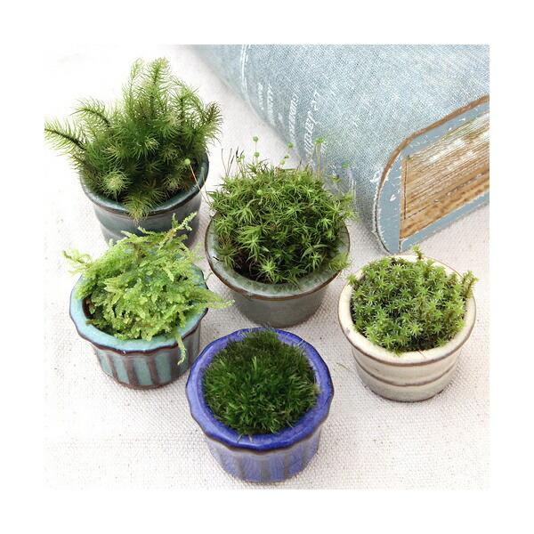 _interior　_gardening　ガーデニング　山野草　寄せ植え　koukaseki_series　sannyasou_2014　20170324　YT　植物　植物生体　育て方　育成方法　栽培方法　koke_toki　koke_kw...