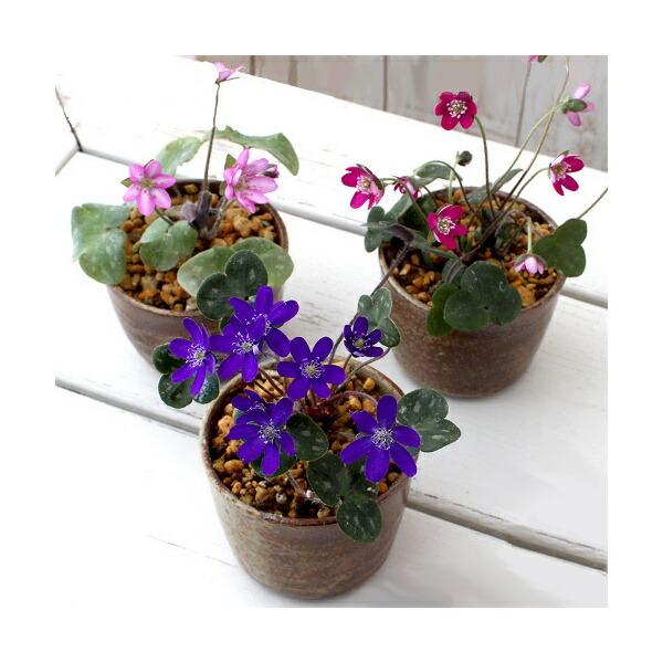 _interior　ガーデニング　emporio　all_plants　花　苗　f_yoseue　masikoyakiue　int_bonsai　masiko_plants　masiko_sanya　私のオアシスシリーズ　植物　植物生体　ガ...