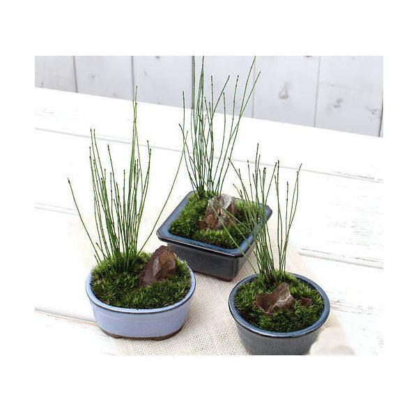 _interior　_gardening　ガーデニング　山野草　寄せ植え　koukaseki_series　sannyasou_2014　20170816　ＮＴ　植物　植物生体　ガーデニング生体　育て方　育成方法　栽培方法　koke_tok...