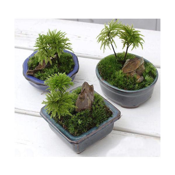 _interior　_gardening　ガーデニング　山野草　寄せ植え　koukaseki_series　sannyasou_2014　植物　植物生体　ガーデニング生体　20170816　ＮＴ　コウヤノマンネングサ　盆栽koke_toki...