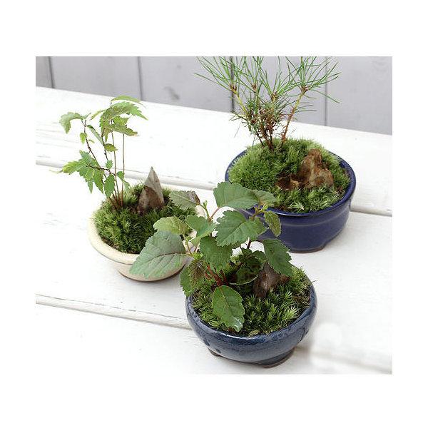 _interior　_gardening　ガーデニング　山野草　寄せ植え　koukaseki_series　sannyasou_2014　20170816　ＮＴ　植物　植物生体　ガーデニング生体　育て方　育成方法　栽培方法　koke_tok...