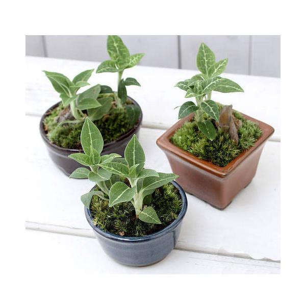 _interior　_gardening　観葉植物　園芸　ガーデニング　ビバリウム　アクアテラリウム　パルダリウム　水草　宝石蘭　宝石ラン　シュスラン属　ミヤマウズラの仲間　グッディエラ　Ｇｏｏｄｙｅｒａ　ｓｃｈｌｅｃｈｔｅｎｄａｌｉａｎａ...