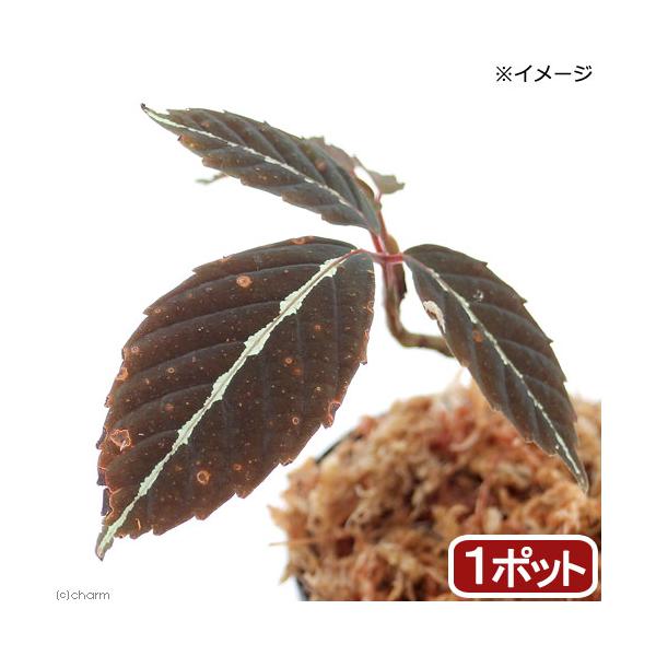 paludariumplants　パルダリウム　テラリウム　PF_SPQ　ガーデニング　20171224　ＮＴ　原種　ビバリウム　熱帯植物　育て方　育成方法　栽培方法　ボルネオ　カリマンタン　ツタ　ツル　カプアス　フル　Ｌｅｅａ　ａｍａｂｉ...