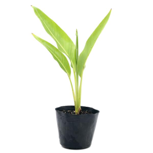 _gardening　ヤシ　オオギバショウ　植物　植物生体　ガーデニング生体　育て方　育成方法　栽培方法　20171224　TS　たびびとのき　旅人の木　旅人木　りょじんぼく　観葉植物　summerplant　releaseplnt　tou...