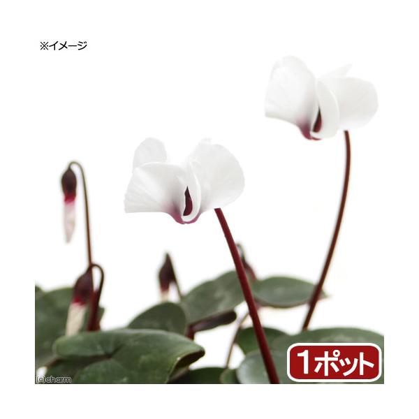 _gardening　ガーデニング　山野草　花苗　花壇苗　植物　植物生体　ガーデニング生体　NT　20180112　Ｃｙｃｌａｍｅｎ　ｃｏｕｍ　‘Ａｌｂａ’　cyclamen_series　育て方　育成方法　栽培方法　原種シクラメン　120...