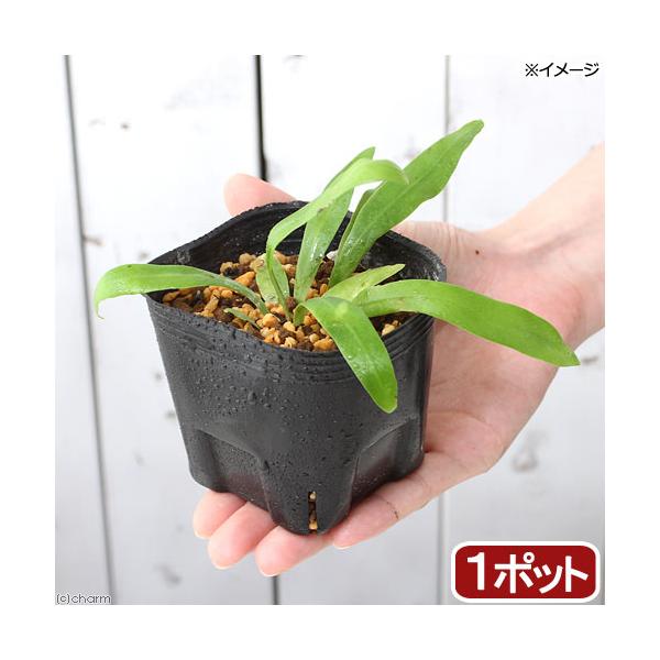 _gardening　観葉植物　園芸　ガーデニング　ビバリウム　テラリウム　パルダリウム　育て方　育成方法　栽培方法　草花盆栽　和盆栽　多年性　多年草　羊歯植物　シダ植物　シダ　ゼンマイ　薇　品種　種類　チャセンシダ科　チャセンシダ属　Ａｓ...