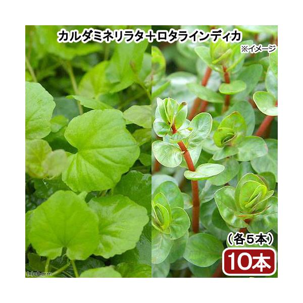 Rotala_indica　_aqua　熱帯魚　Rotala　水草　カルダミネ　リラタ　ロタラ　入門種　初心者　ビギナー　ミズタガラシ　Cardamine　lyrata　Bunge　20180112　NT　ロターラ　point5wplants