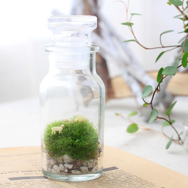 line2462terarium　koketera　_interior　_gardening　苔Ｔｅｒｒａシリーズ　テラリウムガラス　テラリウムキット　コケシリーズ　terrarium　ガーデニング　観葉植物　苔　苔テラリウム　コケテラリウ...