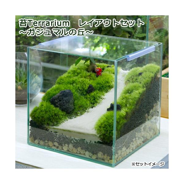 line2462terarium　komkeset　_gardening　_interior　sfset　_aqua　テラリウム　パルダリウム　ビバリウム　苔　コケテラリウム　苔テラリウム　レイアウト　水槽セット　観葉植物　インテリア　グリ...