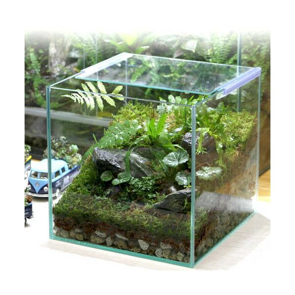 line2462terarium　komkeset　_interior　_gardening　sfset　_aqua　テラリウム　パルダリウム　ビバリウム　苔　レイアウト　水槽セット　観葉植物　インテリア　グリーン　レイアウトセット　苔Te...
