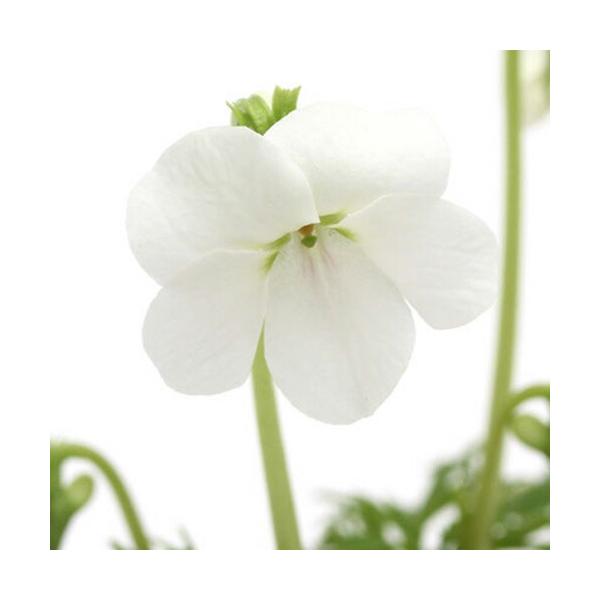 _gardening　ガーデニング　山野草　苗　スミレ　Ｖｉｏｌａ　ｃｈａｅｒｏｐｈｙｌｌｏｉｄｅｓ　ｖａｒ．ｓｉｅｂｏｌｄｉａｎａ　ミノバスミレ　白変種　野の花すみれシリーズ　スミレシリーズ　爛漫シリーズ　植物　植物生体　ガーデニング生体...