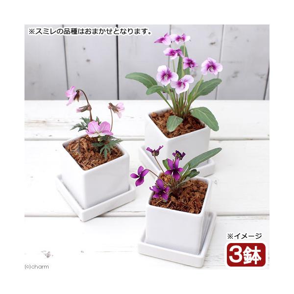 _gardening　ガーデニング　山野草　Ｖｉｏｌａ　sumire_omakase　スミレ　植物　植物生体　ガーデニング生体　snys_viola　育て方　育成方法　栽培方法　bnr_hrgmgr　20180307　MS　1201　ＲＭ　...