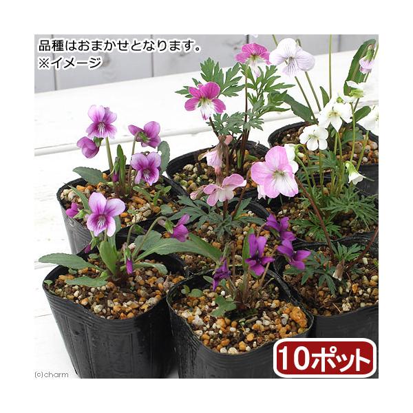 ガーデニング　山野草　Ｖｉｏｌａ　sumire_omakase　スミレ　すみれ　gar0620_sanya　植物　植物生体　ガーデニング生体　snys_viola　育て方　育成方法　栽培方法　plant2017　bnr_hrgmgr　201...