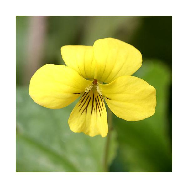 _gardening　ガーデニング　山野草　Ｖｉｏｌａ　ｂｒｅｖｉｓｔｉｐｕｌａｔａ　sumire_omakase　スミレ　20150518　NT　植物　植物生体　ガーデニング生体　育て方　育成方法　栽培方法　キスミレ　大葉黄菫　おおばきす...