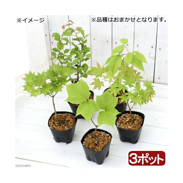 _gardening　ガーデニング　山野草　ＲＭ　20180610　sannyasou_2014　gar0620_sanya　s31Irb6_bitp　s31b_CsrJcm　gar_sanya1412　植物　植物生体　ガーデニング生体　育...