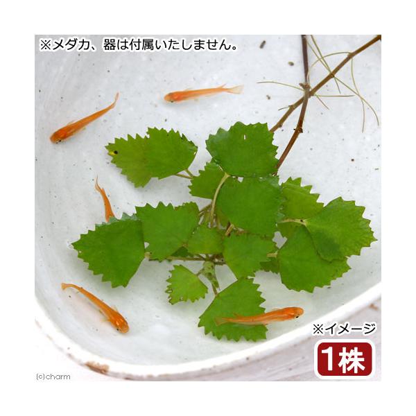 _gardening　_wp　_aqua　金魚・メダカ　ビオトープ　水辺植物　水生植物　浮葉植物　ヒシ　ガーデニング　その他水辺植物　ll_plants　20180711　ＮＴ　ヒメビシ　Ｔｒａｐａ　ｉｎｃｉｓａ　opa2_delete　浮...