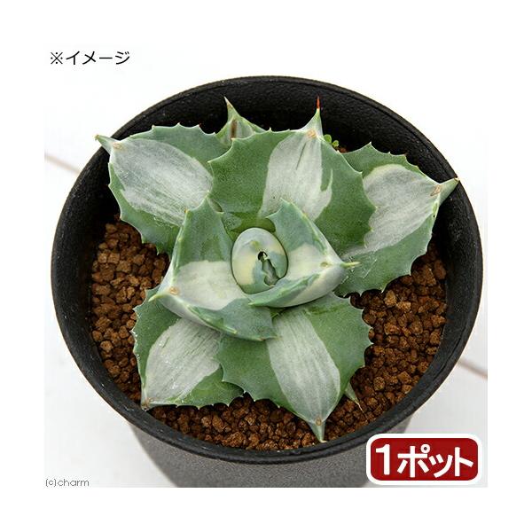 ガーデニング　観葉　観葉植物　アガベ　リュウゼツラン　多肉　センチュリープランツ　インテリア　ストリクタ　ロゼット　常緑多年草　原産地：メキシコ　bizarre_series　Ａｇａｖｅ　ｐｏｔａｔｏｒｕｍ　Ｏｕｈｉ　Ｒａｊｉｎ　王妃雷神　...