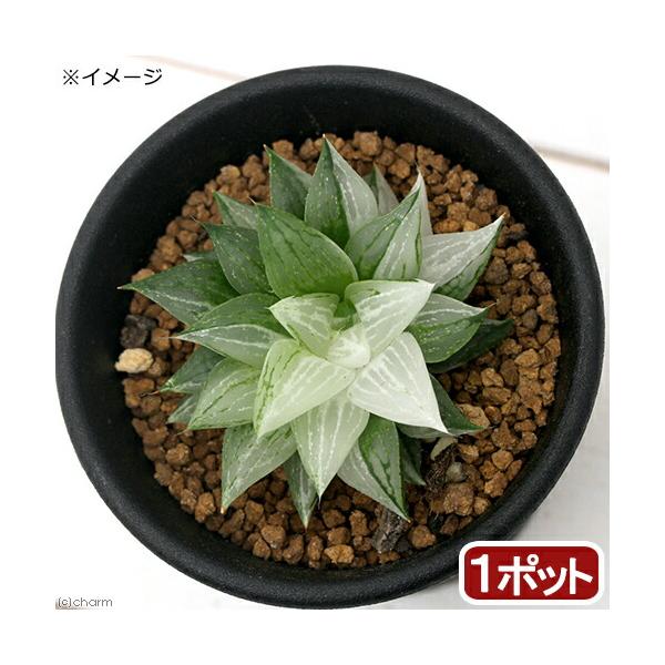 _hachu　_kame　_gardening　ガーデニング　観葉植物　多肉植物　育て方　育成方法　栽培方法　苗　鉢植え　ポット　ガーデニング生体　管理方法　植物　Ｈａｗｏｒｔｈｉａ　ｔｕｒｇｉｄａ　ｆ．ｖａｒｉｅｇａｔａ　ハオルチア　氷砂...